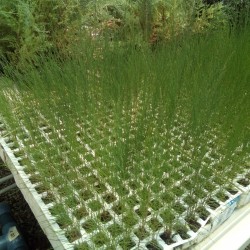 Plantas de Huerto, Plantones o planteles de hortalizas, Cipreses