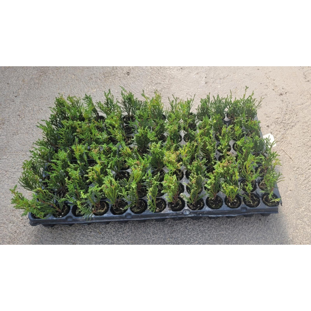 Plantas de Huerto, Plantones o planteles de hortalizas, Cipreses