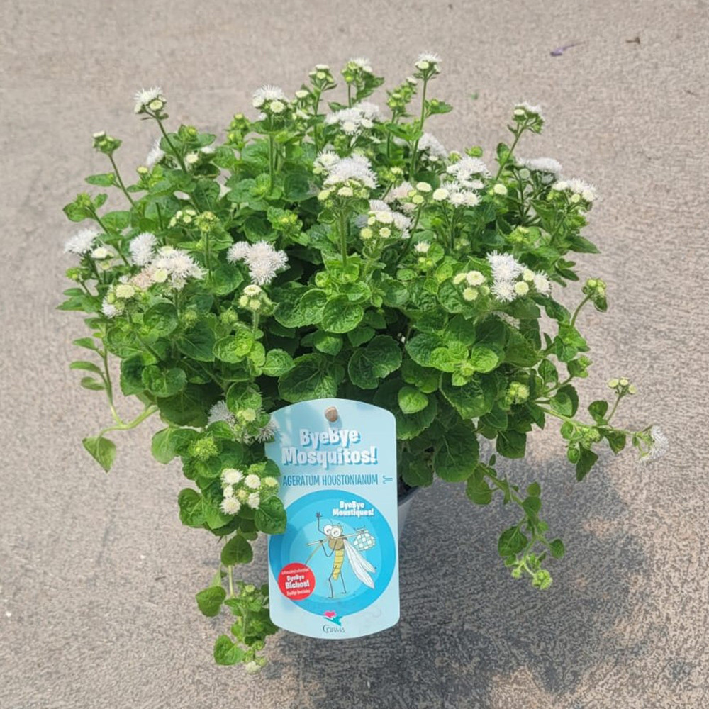 Insecticidas, barreras y plantas contra insectos