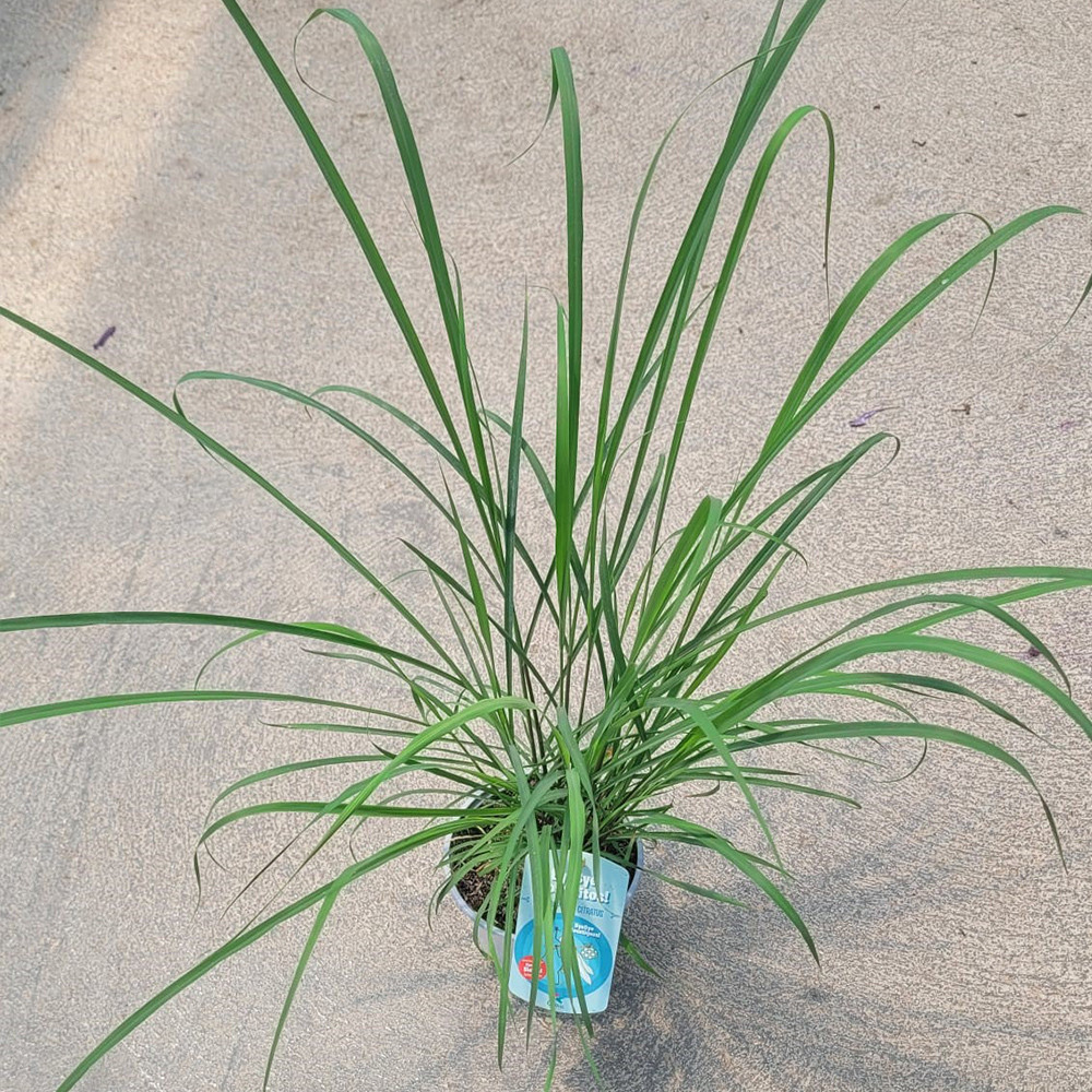 Insecticidas, barreras y plantas contra insectos