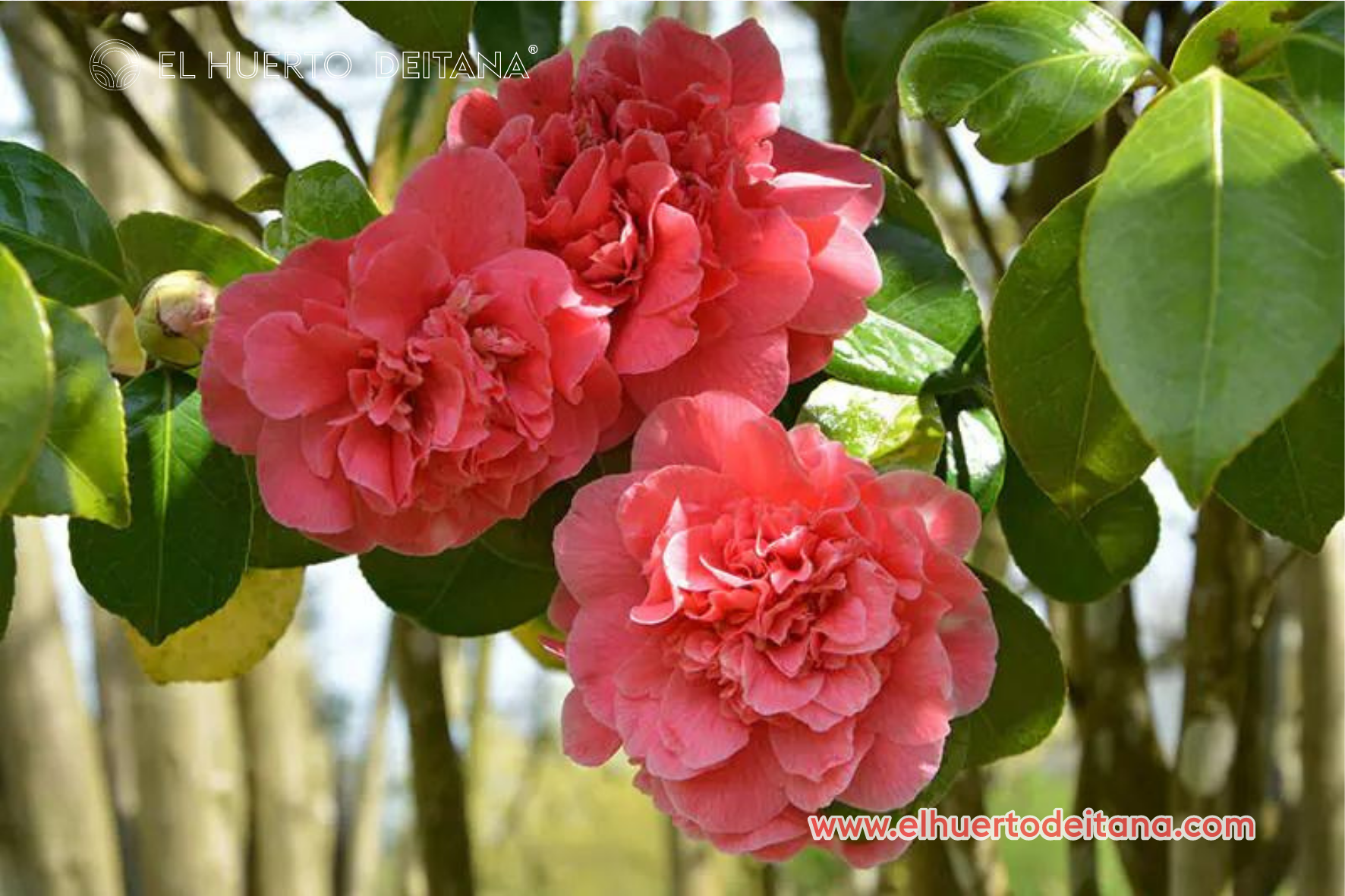 Camelias, Consejos y cuidados para que luzcan espectaculares