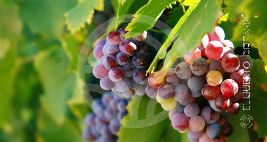 Plantar una Parra; Como hacerlo y consejos.